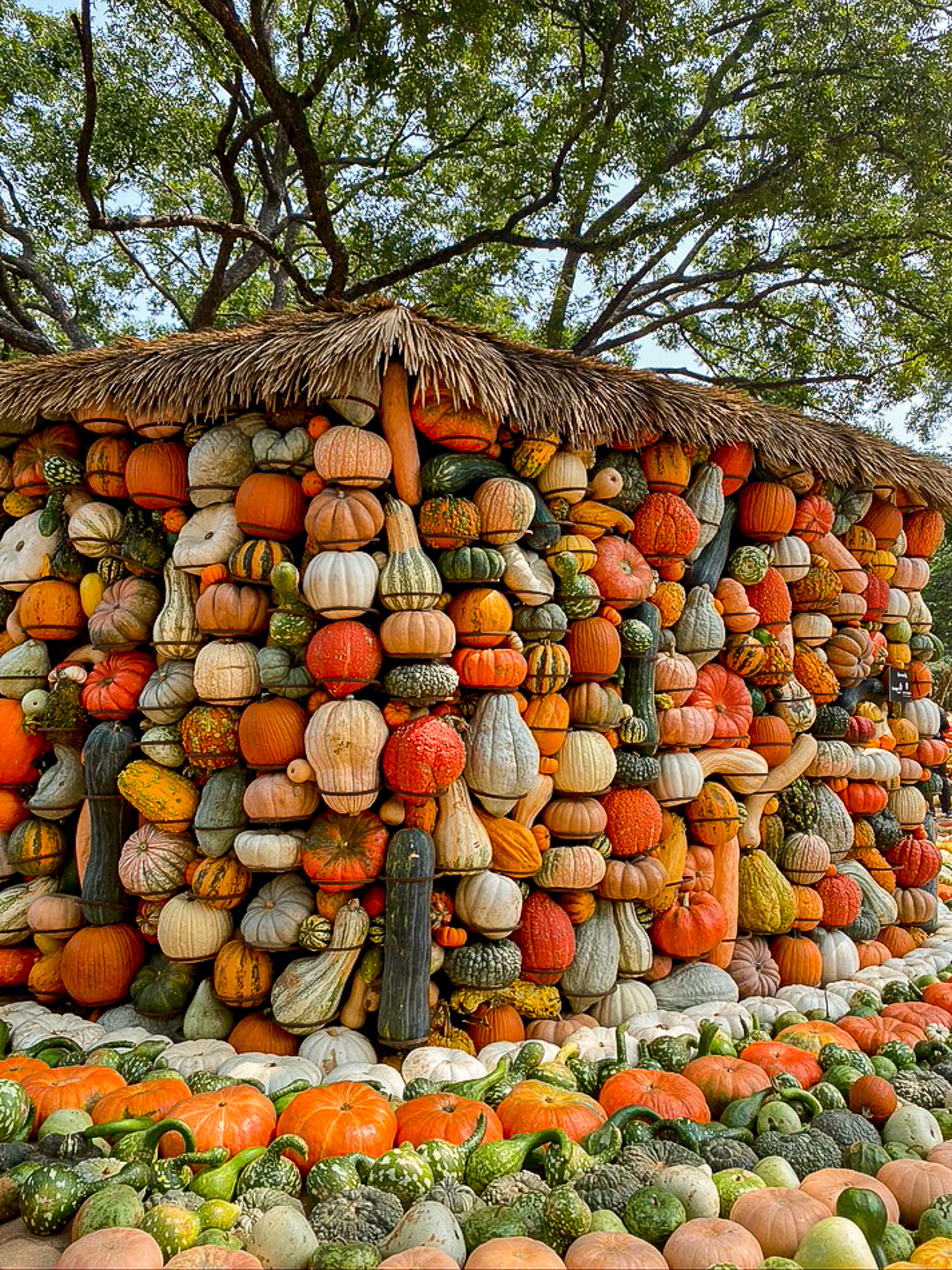Things To Do In The Fall In Austin: Your Autumn Bucket List | The ...