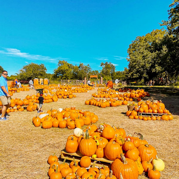 Home | The Austin Things