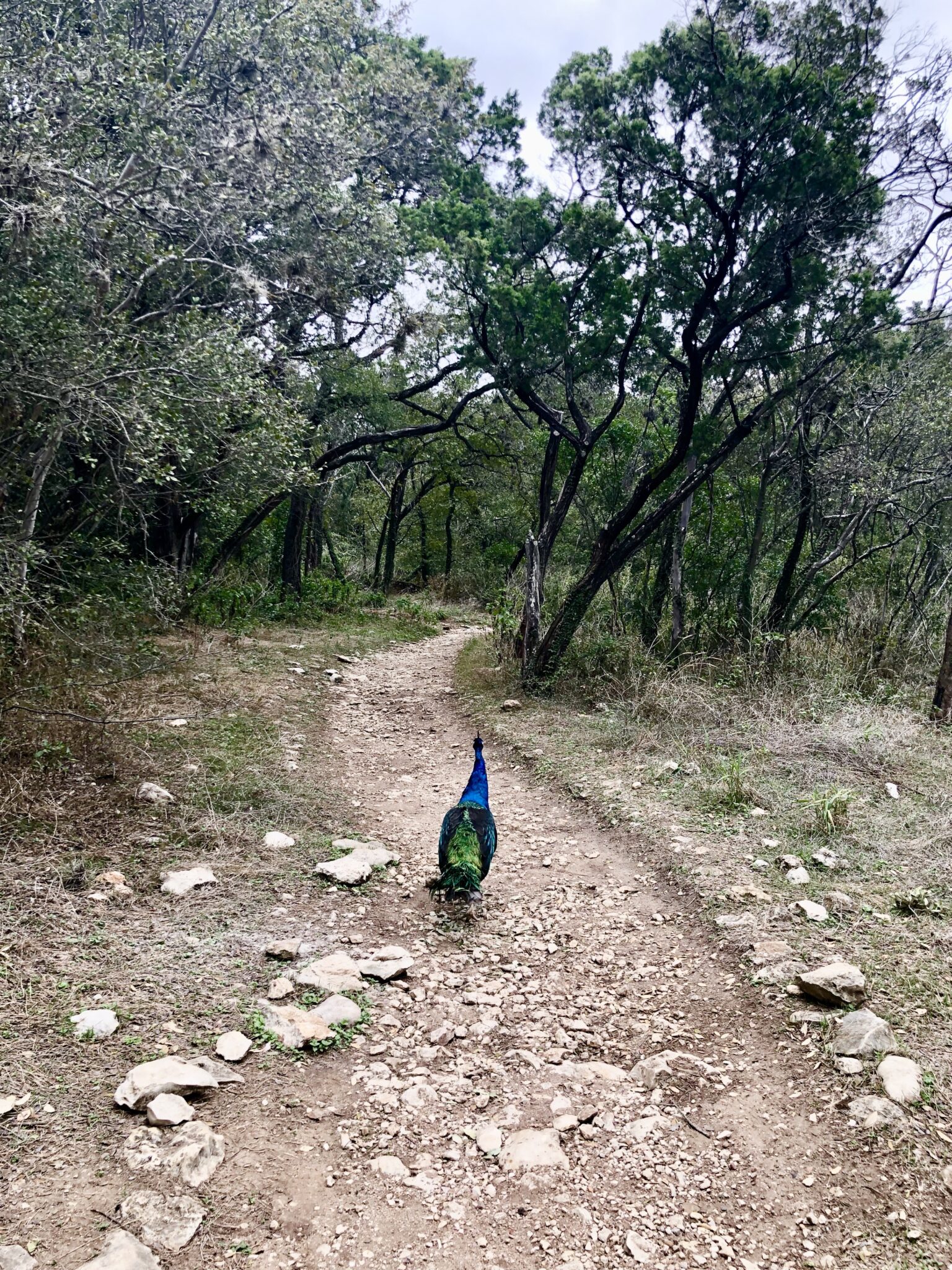 20 Best Places To Do A Family Photo Shoot In Austin | The Austin Things