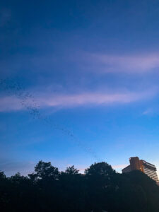 13 Epic Spring Break Ideas In Austin | The Austin Things