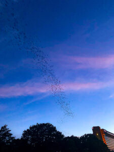 Austin Bats: Here’s Exactly How To See Them! | The Austin Things