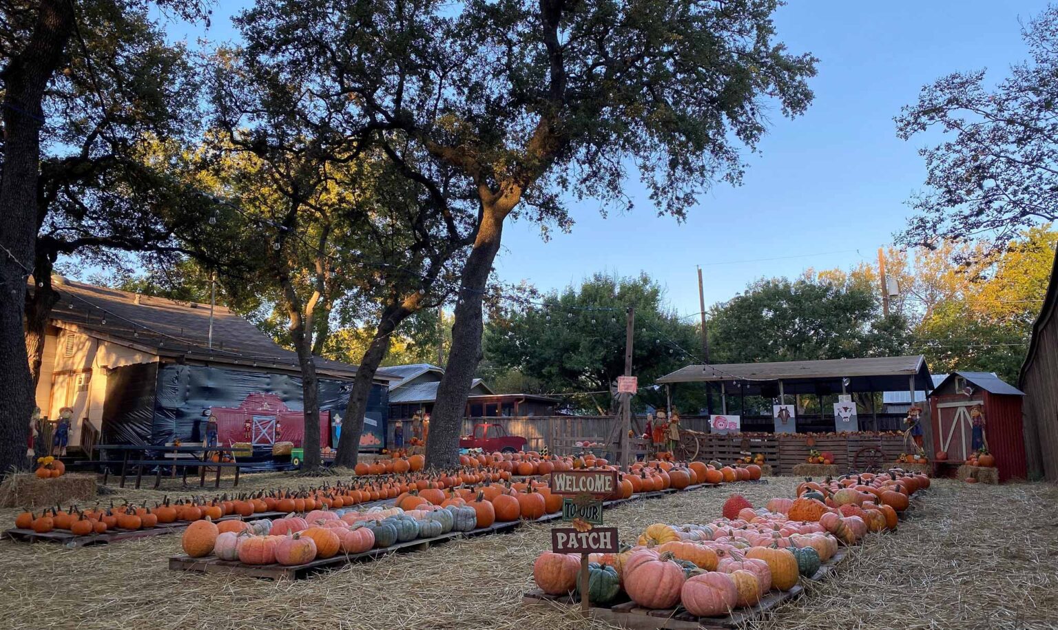 Best Pumpkin Patches In Austin (2024) | The Austin Things