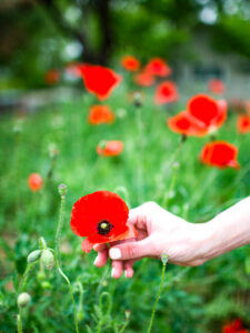 How To See The Poppies In Georgetown Texas | The Austin Things